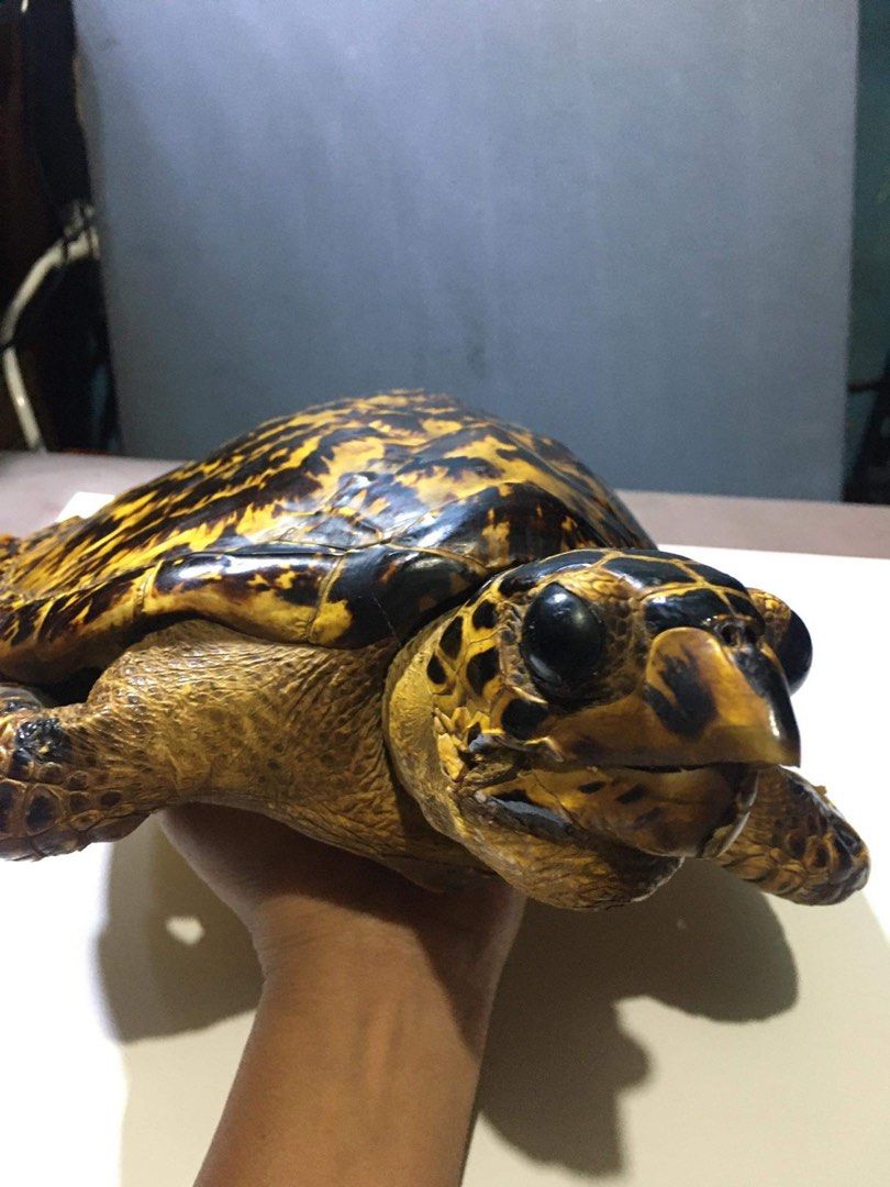 Taxidermy sea turtle, Hobbies & Toys, Memorabilia & Collectibles ...