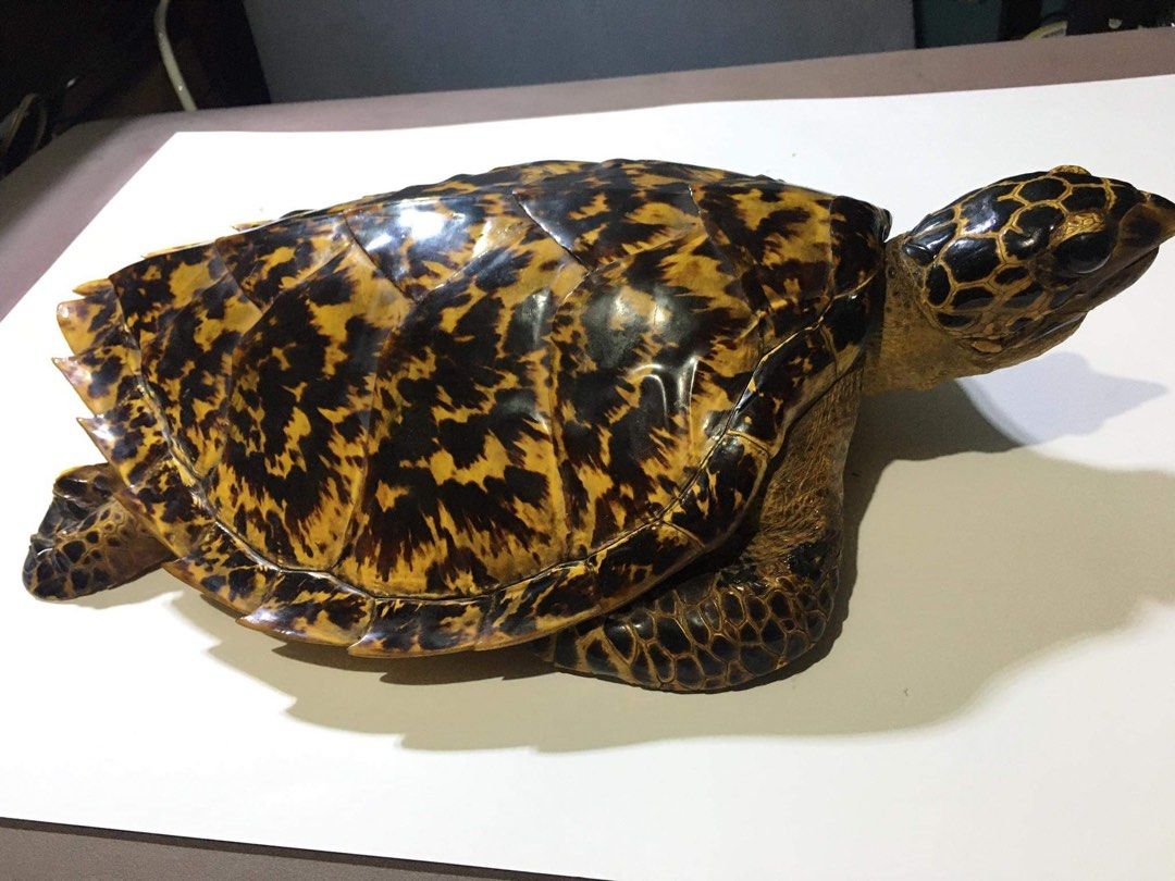 Taxidermy sea turtle, Hobbies & Toys, Memorabilia & Collectibles ...