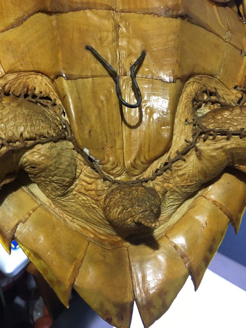 Taxidermy sea turtle, Hobbies & Toys, Memorabilia & Collectibles ...