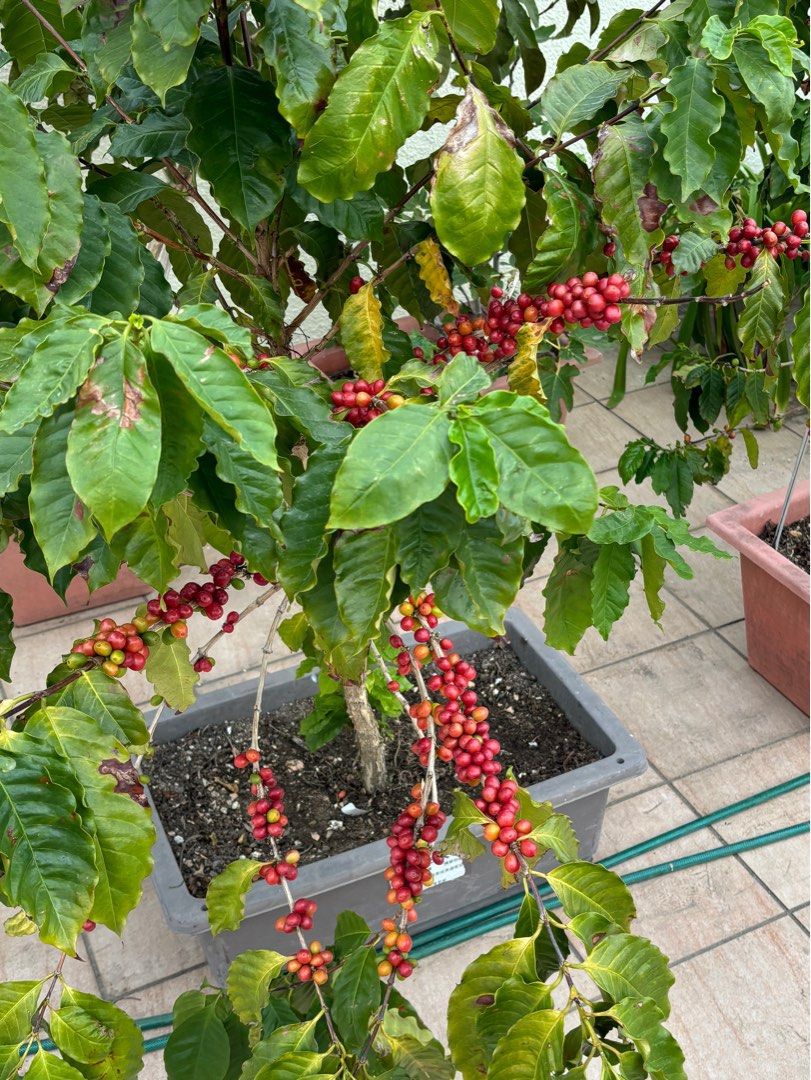 已馴化的阿拉比卡咖啡樹苗（品種：波旁/帝比卡） Domesticated Arabica Coffee Tree sapling ...