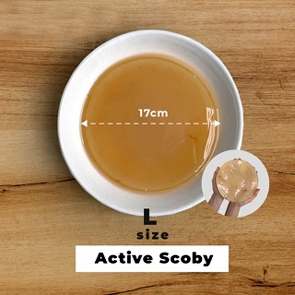 Homegrown Kombucha Scoby Culture with 250ml/500ml starter tea | Live ...
