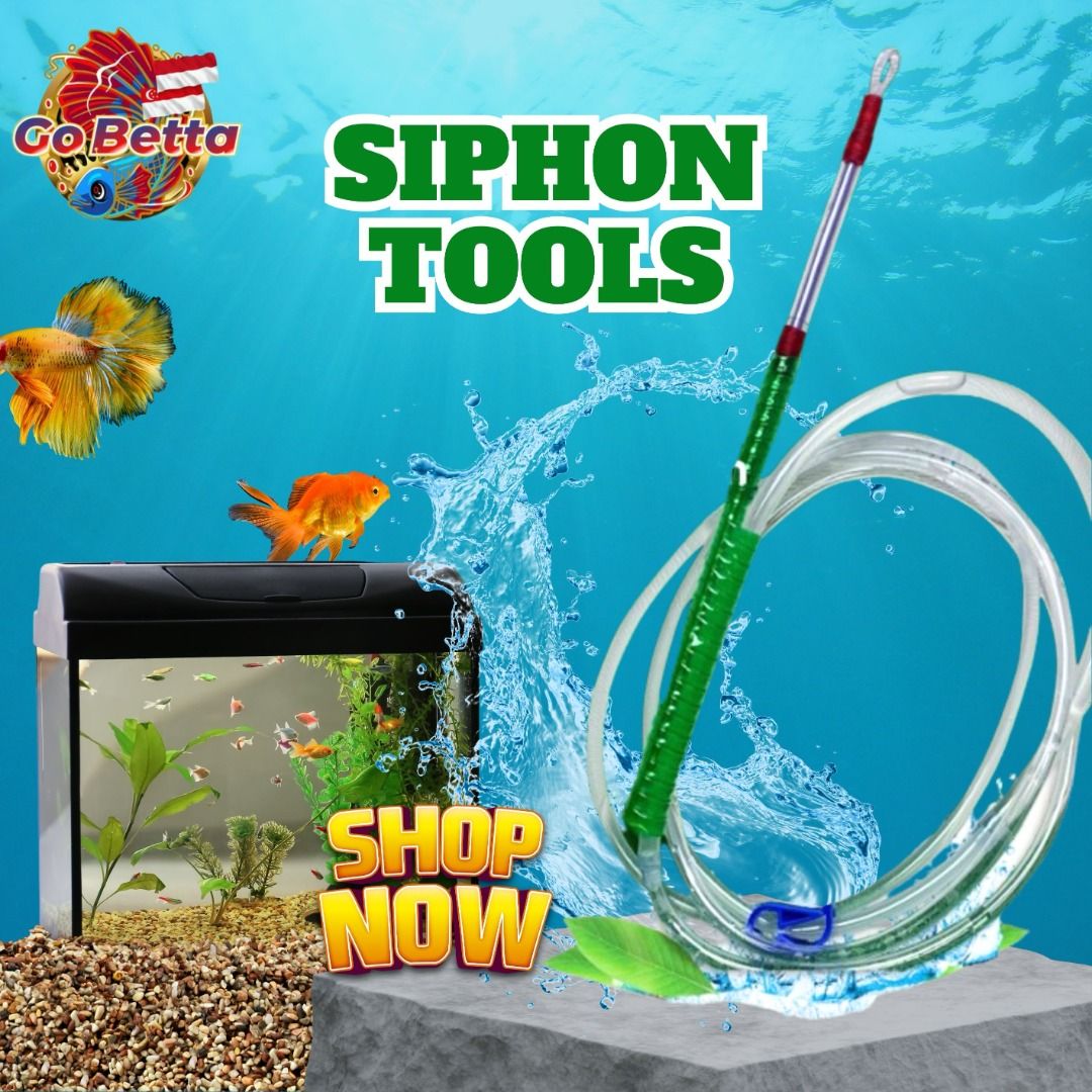 betta siphon