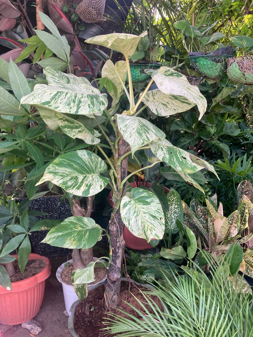 Variegated golden pothos, Furniture & Home Living, Gardening, Plants ...
