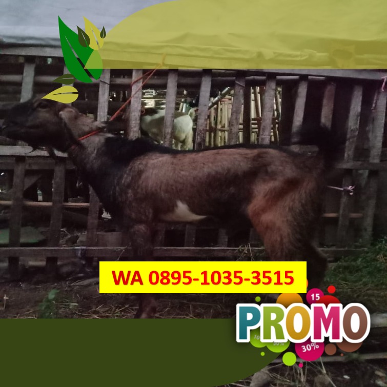 JUAL KAMBING QURBAN JAKARTA, Barang Yang Dicari di Carousell