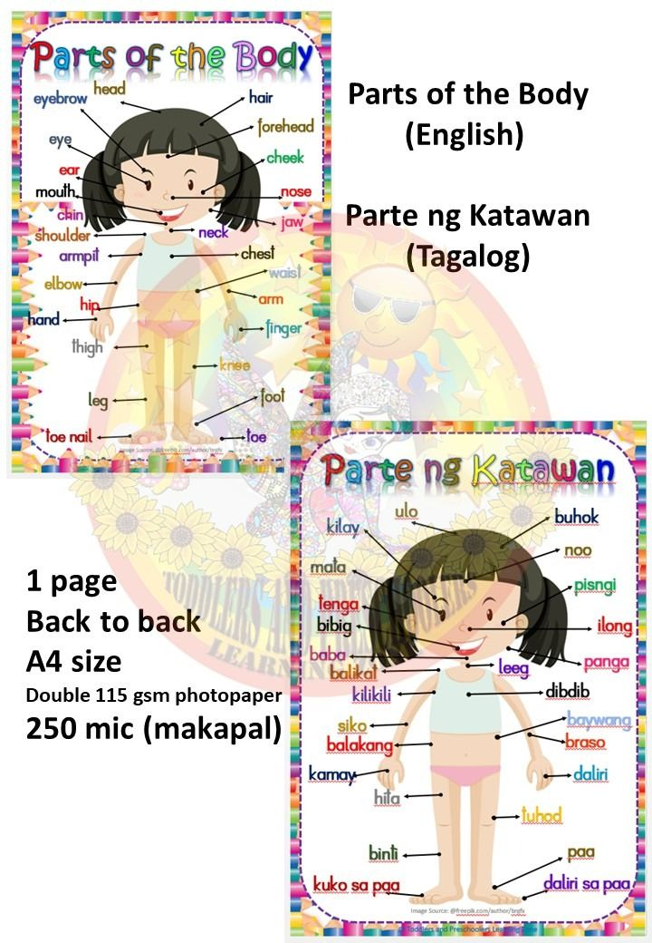 Parts of the Body Chart Back to Back A4 size 250 mic, Hobbies & Toys ...