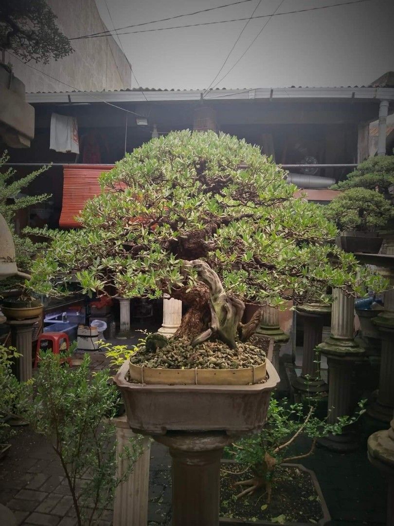 bonsai santigi large, Perkebunan di Carousell