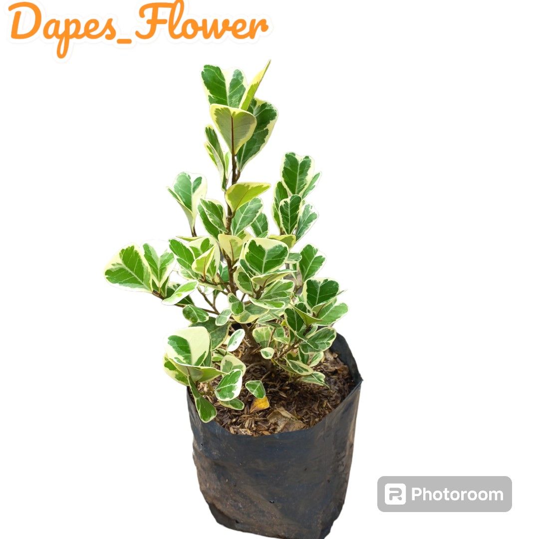 Tanaman Hias Ficus Triangularis Varigata, Perkebunan di Carousell