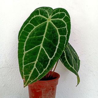 Anthurium Warocqueanum X Peltigerum, Furniture & Home Living, Gardening ...