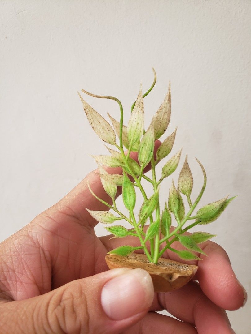 BUNGA PLASTIK PLASTIC FLOWER ORANGE ORENS AQUASCAPE AKUASKAPE AKUASCAPE ...