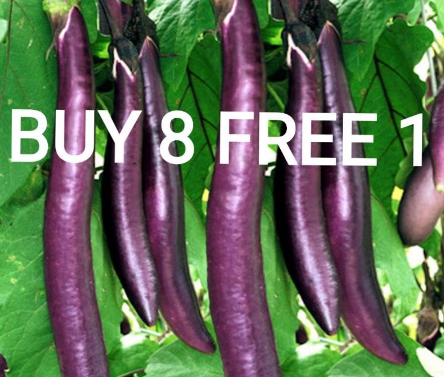 30 Biji Benih Terung Panjang | Long Eggplant Brinjal Seed, Furniture ...
