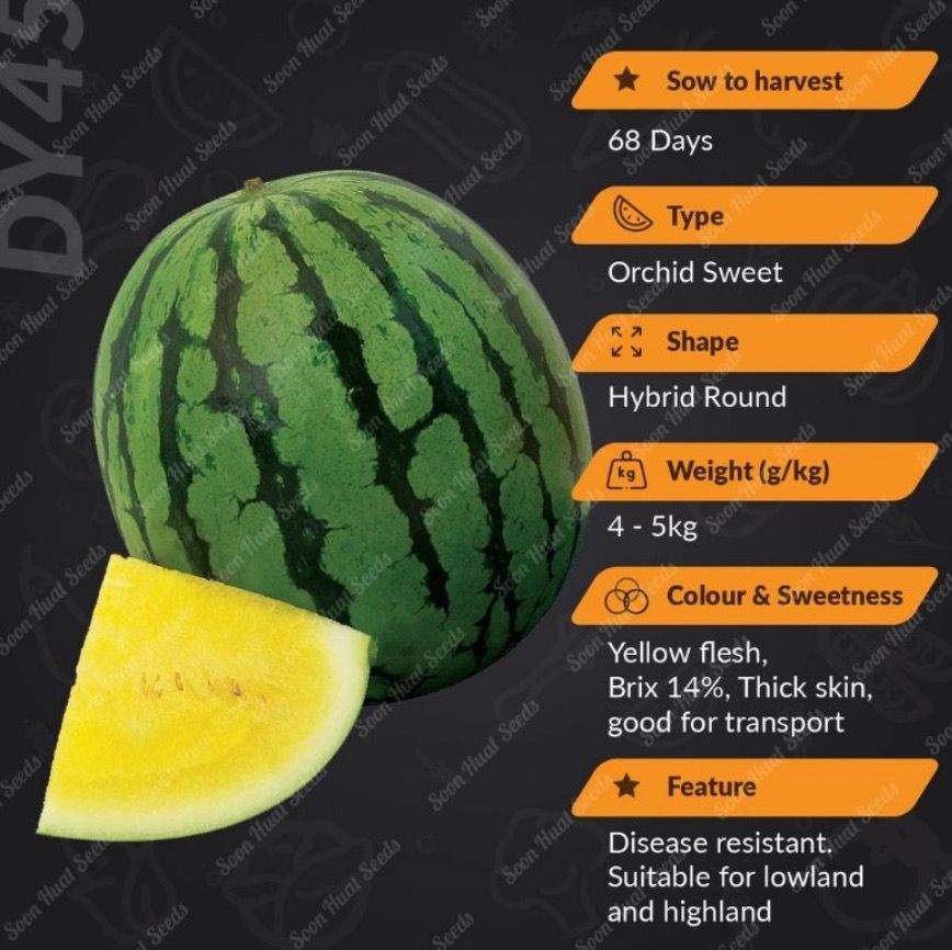 6 Biji Benih Tembikai Kuning Orchid Sweet 14°brix Watermelon Seed ...