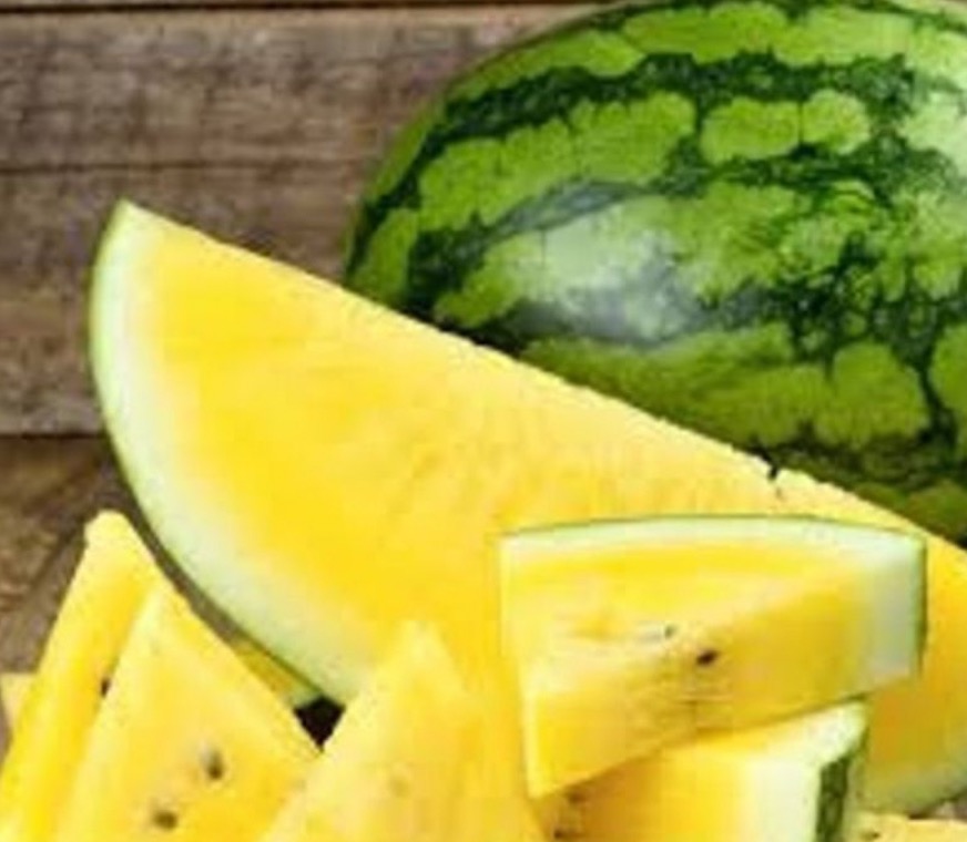 6 Biji Benih Tembikai Kuning Orchid Sweet 14°brix Watermelon Seed ...