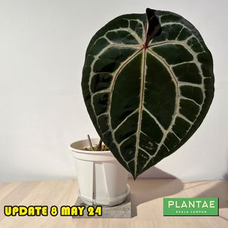 Anthurium Crystallinum X Magnificum, Furniture & Home Living, Gardening ...