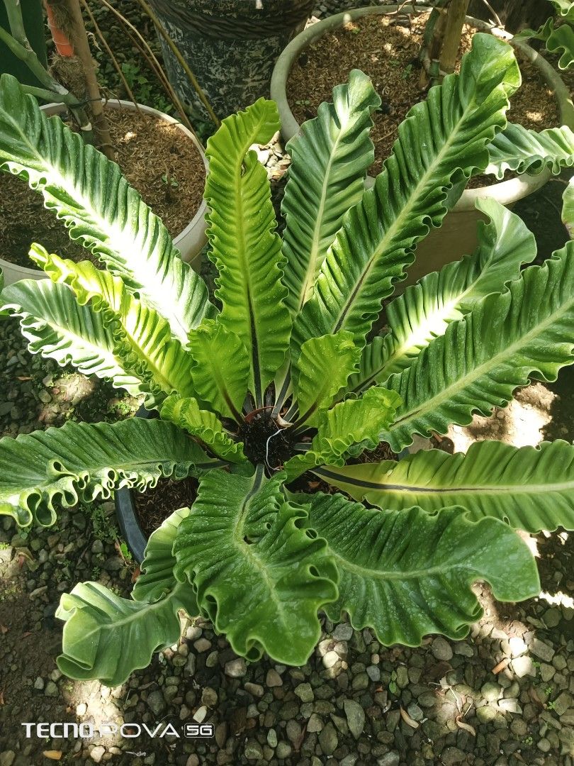 Giant size Cobra fern, Furniture & Home Living, Gardening, Plants ...
