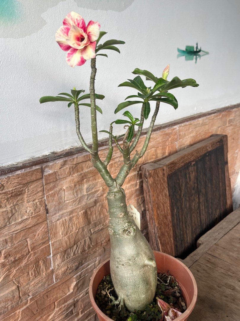 Grafted adenium big caudex, Furniture & Home Living, Gardening, Plants ...