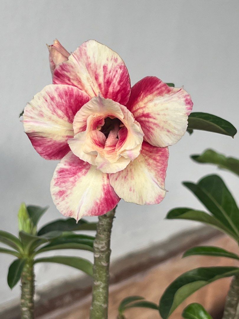 Grafted adenium big caudex, Furniture & Home Living, Gardening, Plants ...
