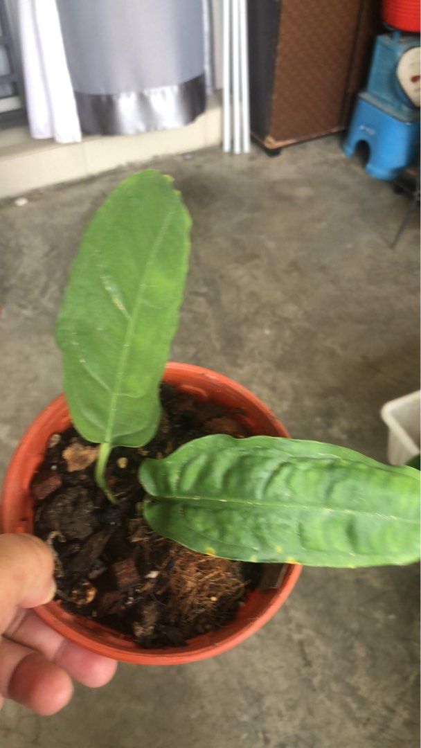 Monstera oblique amazonas, Furniture & Home Living, Gardening, Plants ...