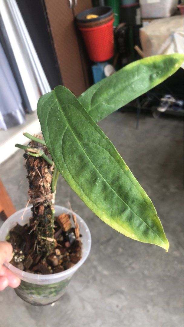 Monstera oblique amazonas, Furniture & Home Living, Gardening, Plants ...