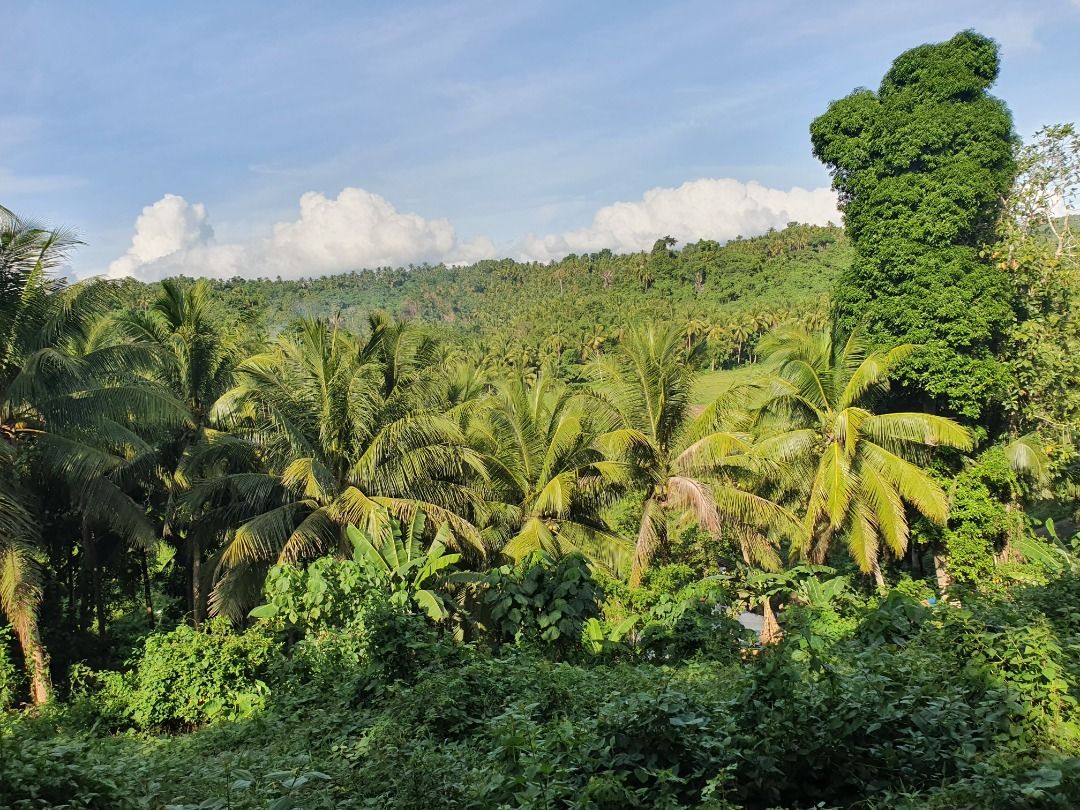 5 Hectare Farm Land for Sale - Calauag, Quezon Province, Property, For ...