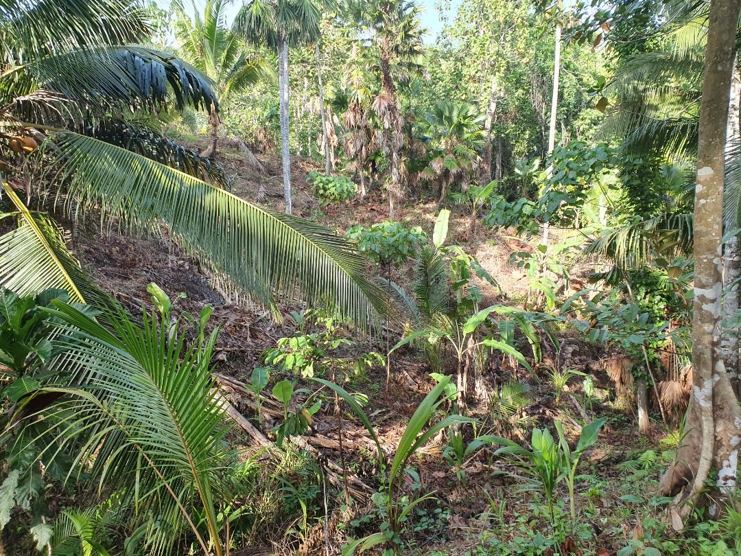 5 Hectare Farm Land for Sale - Calauag, Quezon Province, Property, For ...