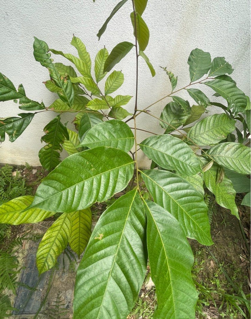 Pokok rambutan saiz besar dan kecil, Furniture & Home Living, Gardening ...