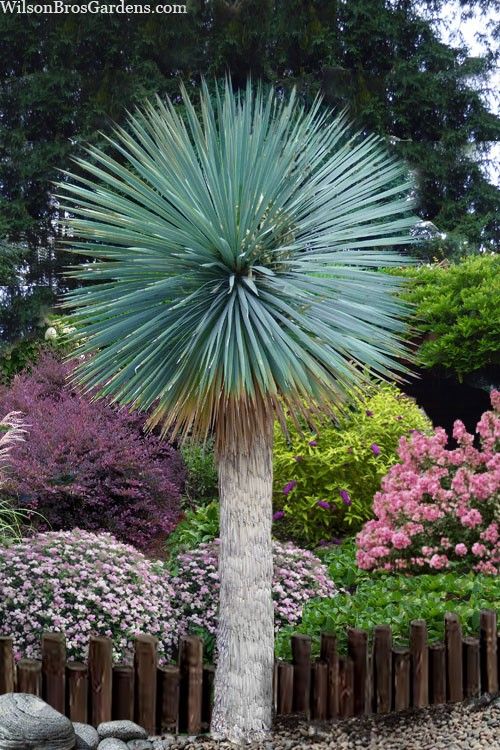 Yucca Rostrata 46cm, Furniture & Home Living, Gardening, Plants & Seeds ...