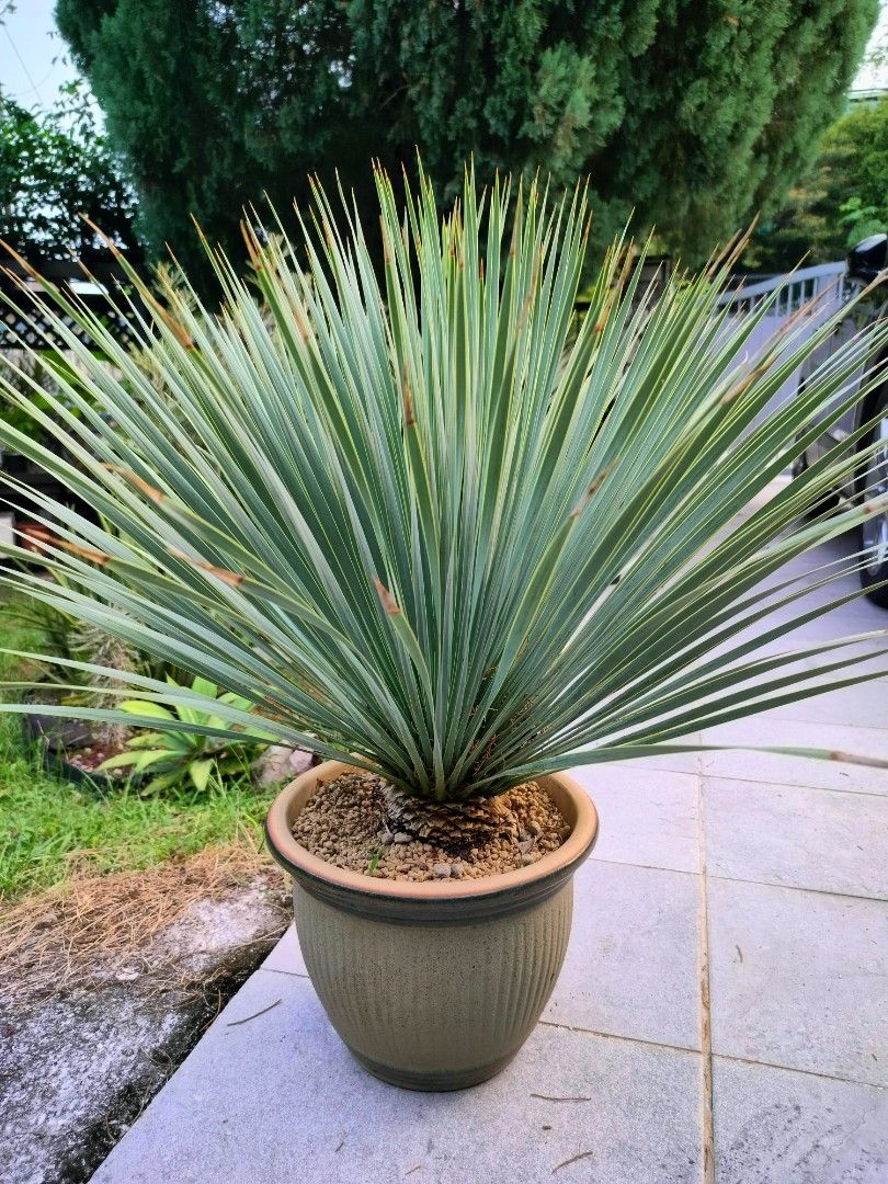 Yucca Rostrata 46cm, Furniture & Home Living, Gardening, Plants & Seeds ...