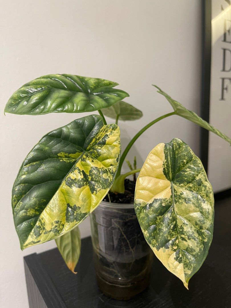 Alocasia Sinuata Variegated, Furniture & Home Living, Gardening, Plants ...