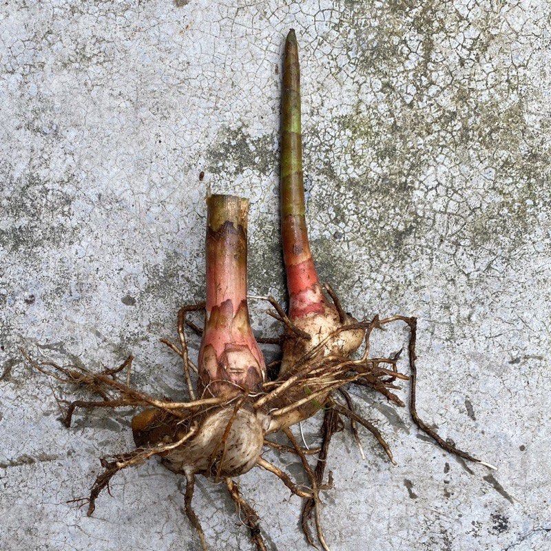 Pokok Setawar Hutan Crepe Ginger Cheilocostus Speciosus (1 rizom ...