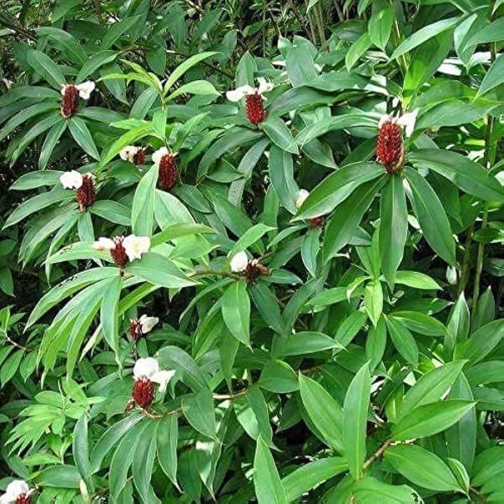 Pokok Setawar Hutan Crepe Ginger Cheilocostus Speciosus (1 rizom ...