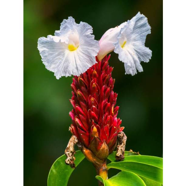 Pokok Setawar Hutan Crepe Ginger Cheilocostus Speciosus (1 rizom ...