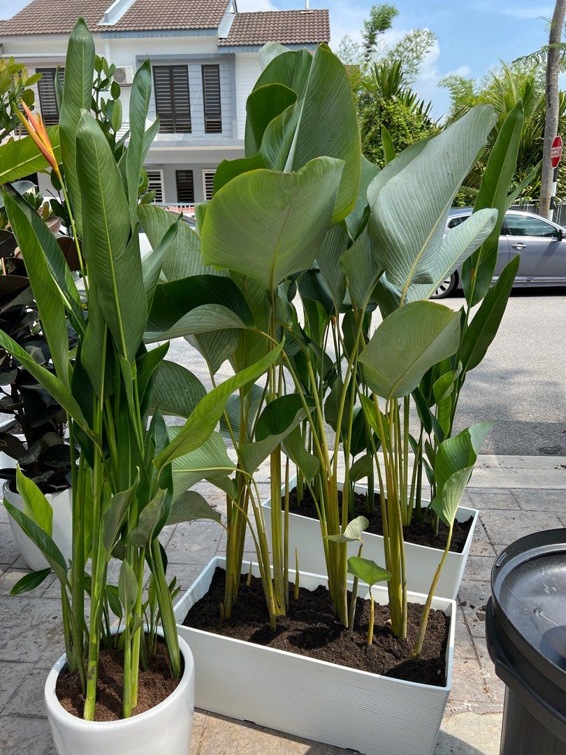 Planter box & Plants, Furniture & Home Living, Gardening, Plants ...