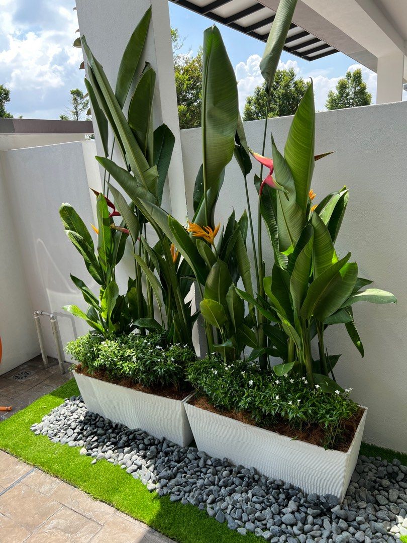 Planter box & Plants, Furniture & Home Living, Gardening, Plants ...