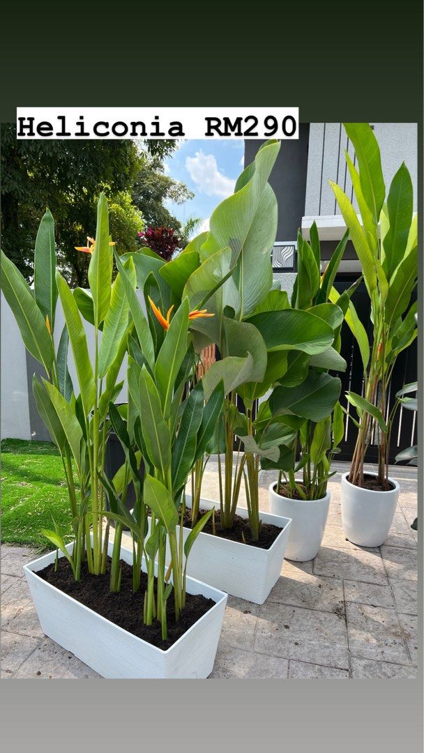 Planter box & Plants, Furniture & Home Living, Gardening, Plants ...