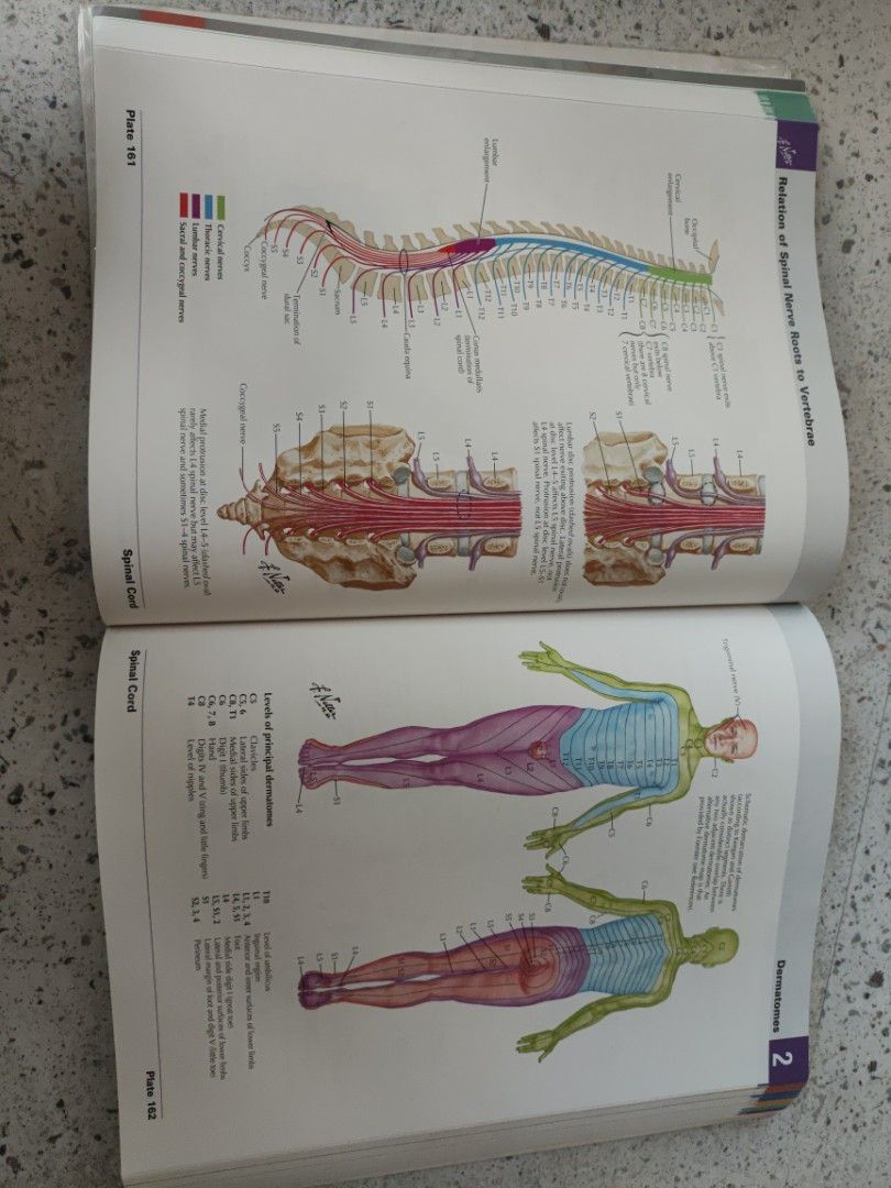 $64 Netter's Atlas of Human Anatomy (6th Ed) 25th anniversary, Hobbies ...