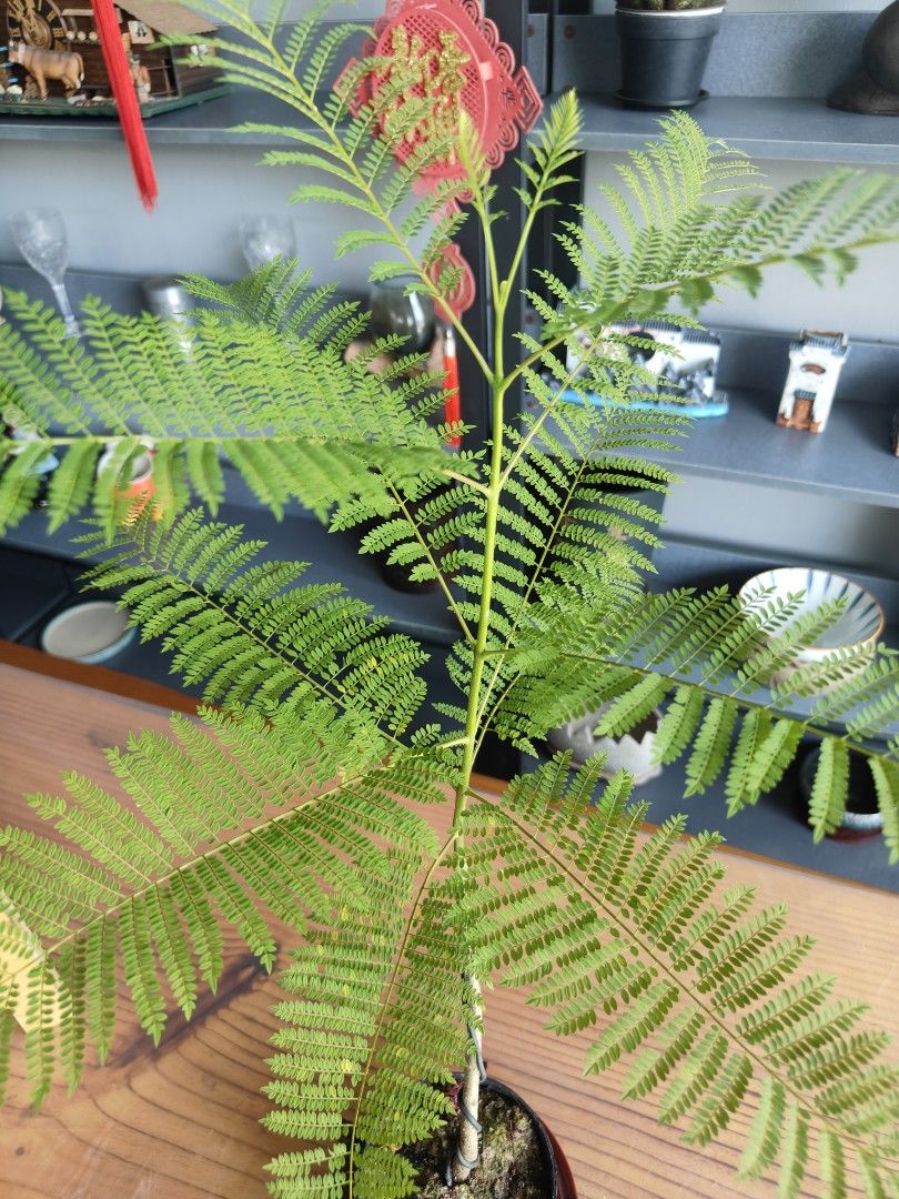 Indoor plant Blue Jacaranda, Jacaranda mimosifolia, Furniture & Home ...