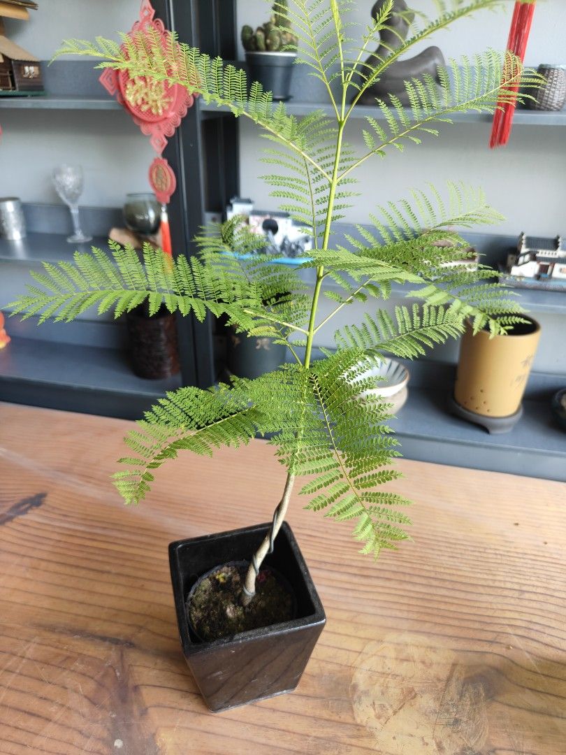 Indoor plant Blue Jacaranda, Jacaranda mimosifolia, Furniture & Home ...