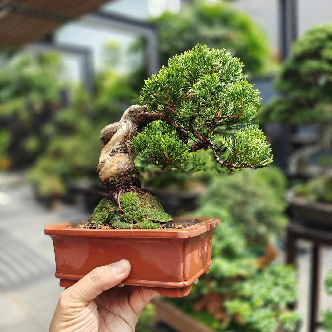 Japanese Shimpaku Juniperus Shohin Bonsai, Furniture & Home Living ...