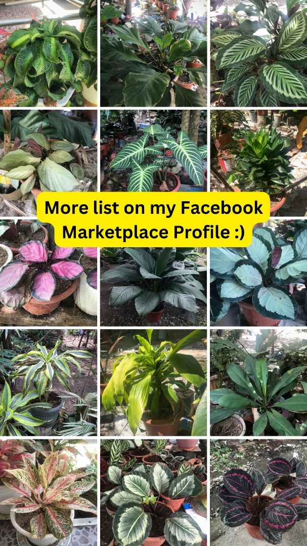 Oliva & Sitting Princess Garden Plants, Furniture & Home Living ...