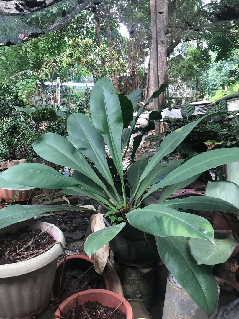 Oliva & Sitting Princess Garden Plants, Furniture & Home Living ...