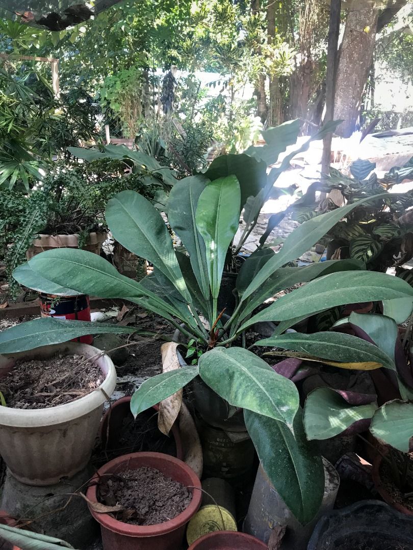 Oliva & Sitting Princess Garden Plants, Furniture & Home Living ...