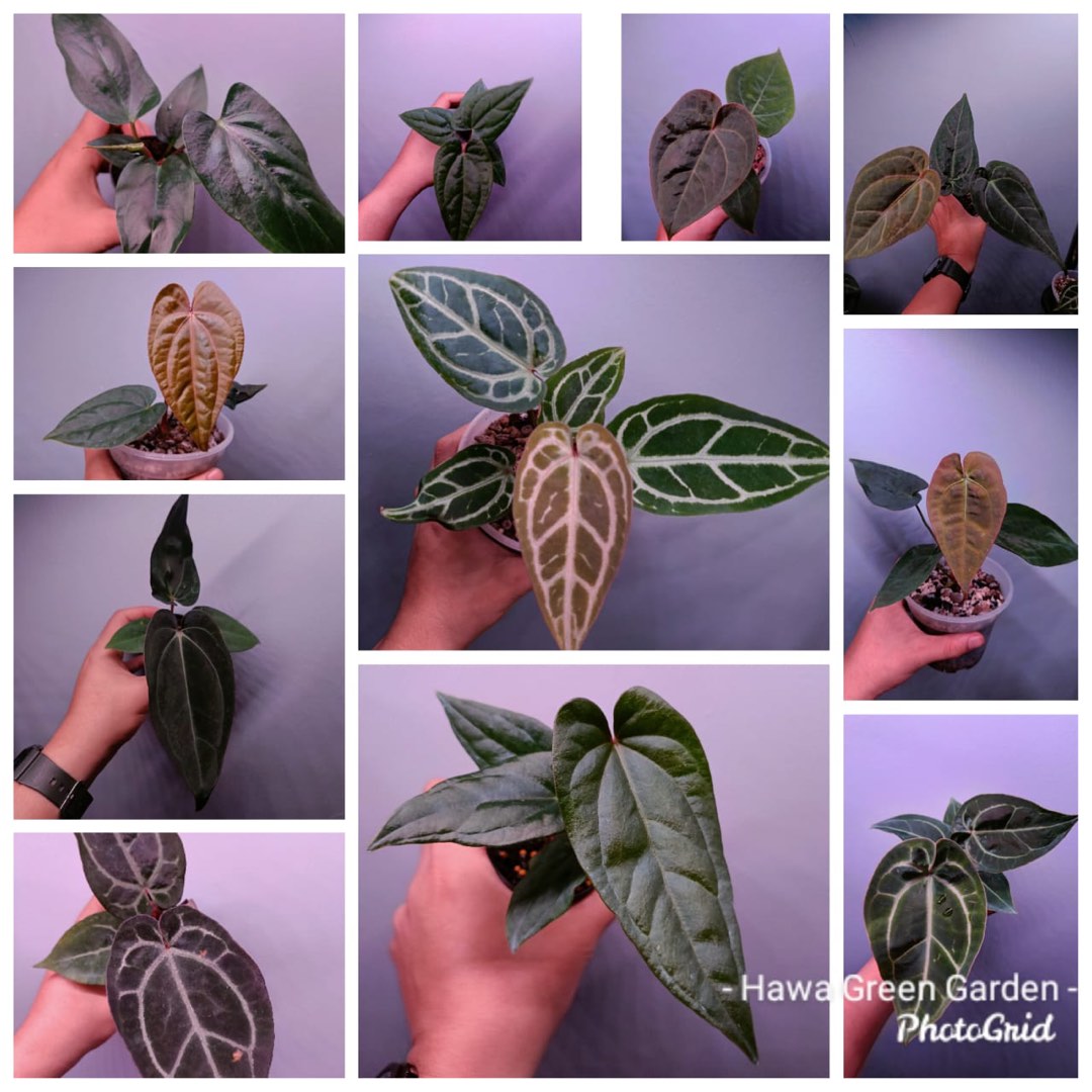 Anthuriums, Furniture & Home Living, Gardening, Plants & Seeds on Carousell