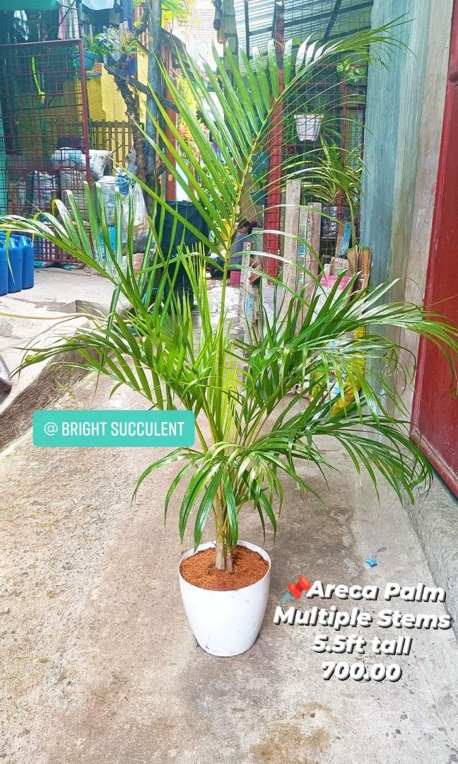 ⛳Areca Palm Multiple Stem 4-5ft, Furniture & Home Living, Gardening ...