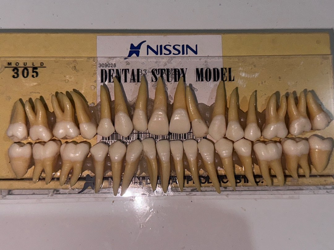 Nissin Dental Study Model, Health & Nutrition, Medical Supplies & Tools ...