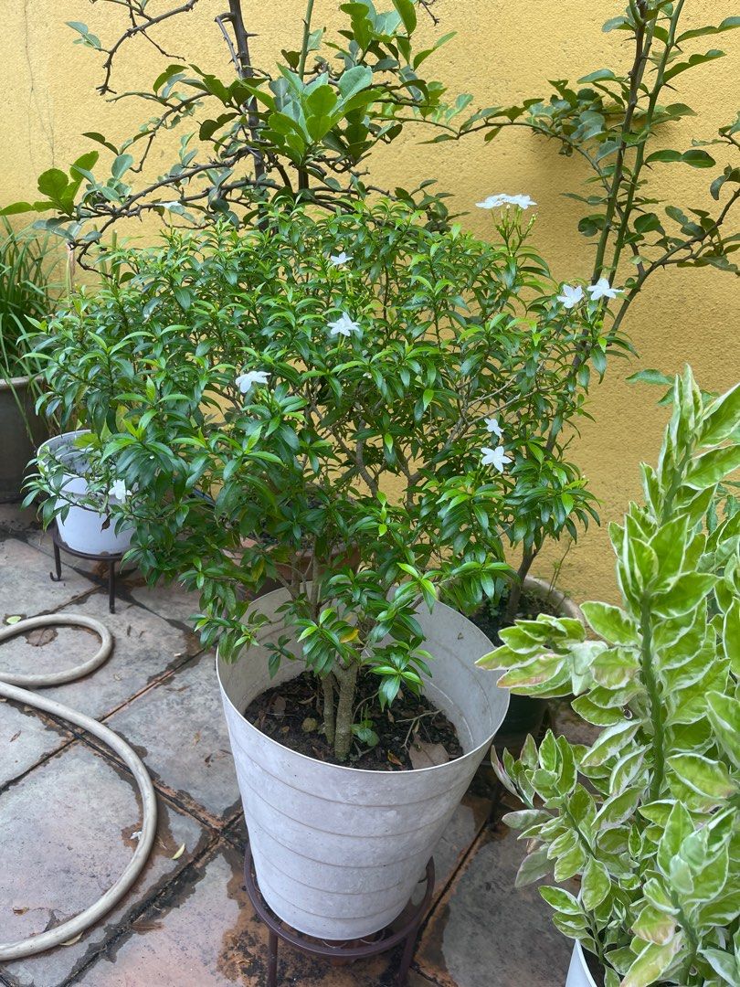 Pokok Tanaman Di Kubur, Furniture & Home Living, Gardening, Pots ...