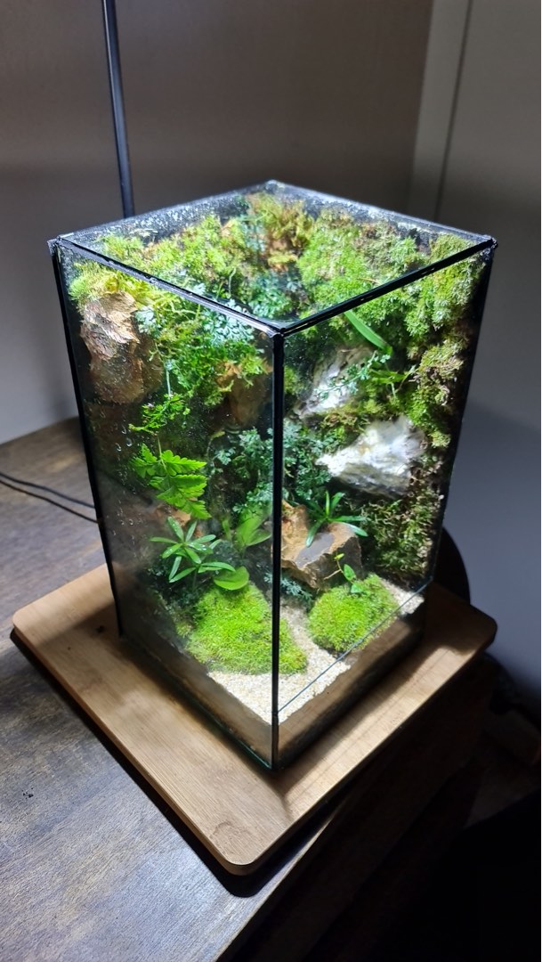Cuboid Wall Terrarium, Furniture & Home Living, Home Decor, Other Home ...