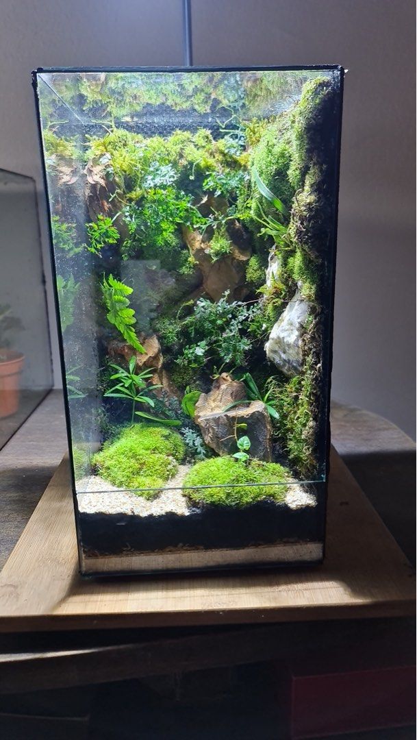 Cuboid Wall Terrarium, Furniture & Home Living, Home Decor, Other Home ...