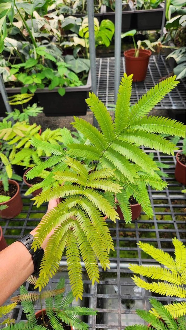 Everfresh - Cojoba Arborea 日本小豆樹, Furniture & Home Living, Gardening ...