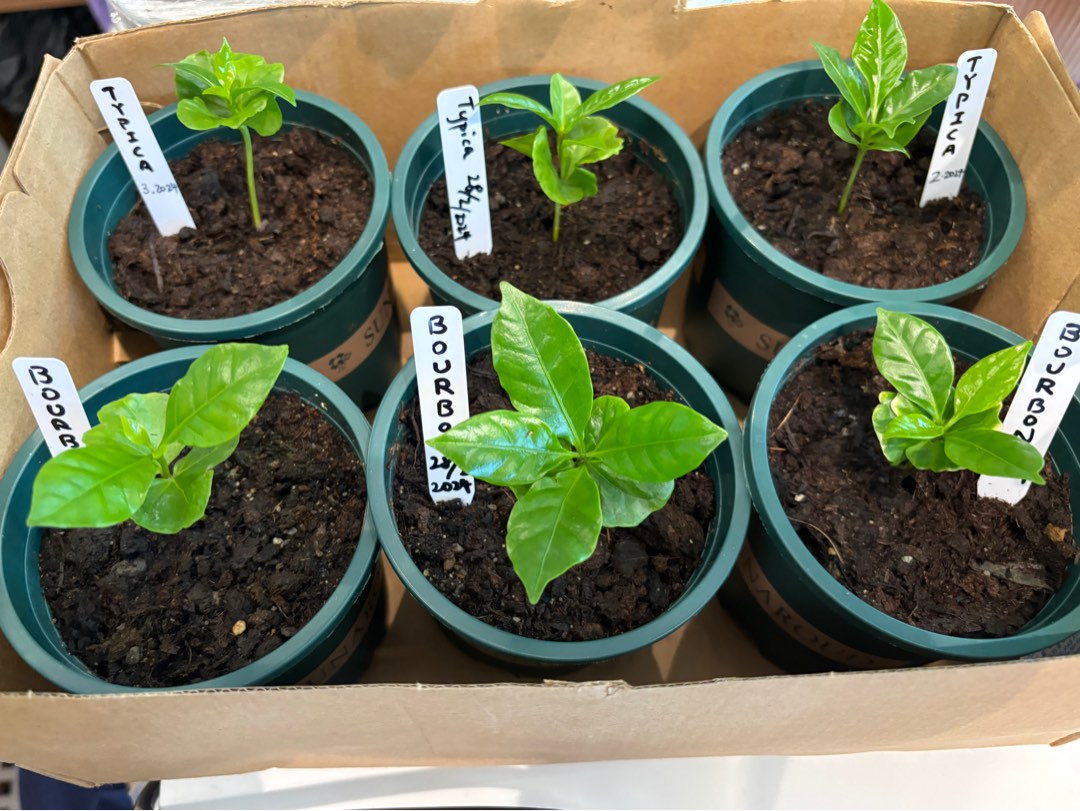 已馴化的阿拉比卡咖啡樹苗（品種：波旁/帝比卡） Domesticated Arabica Coffee Tree sapling ...