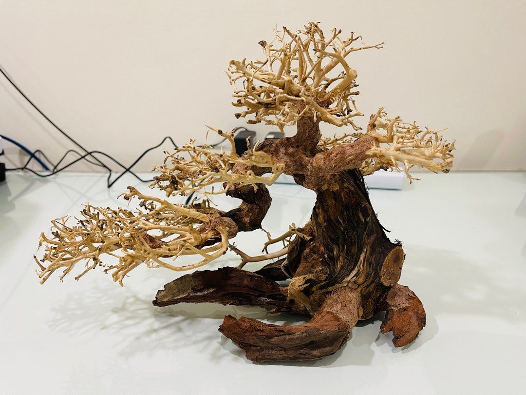 Aquarium planted tank tree scalping, Pet Supplies, Homes & Other Pet ...